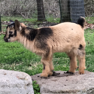 Goats@Grace Hill M Cookie Crisp – Grace Hill Farm