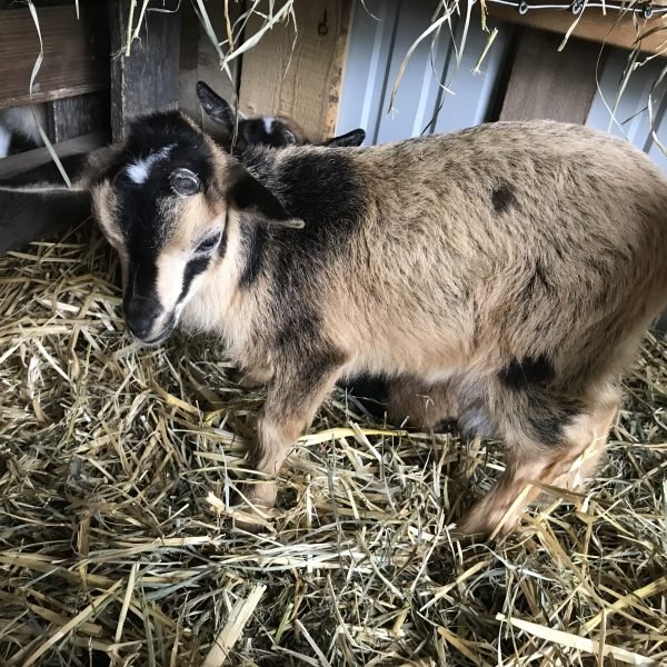 Goats@Grace Hill M Cookie Crisp – Grace Hill Farm