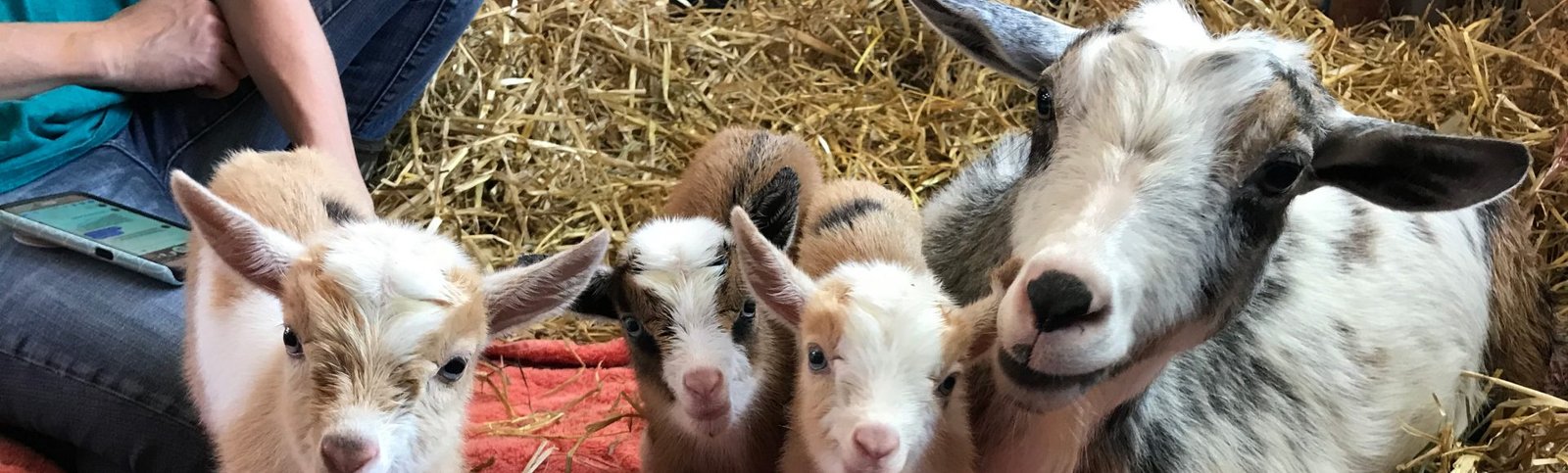 Grace Hill Farm – ADGA Nigerian Dwarf Goats