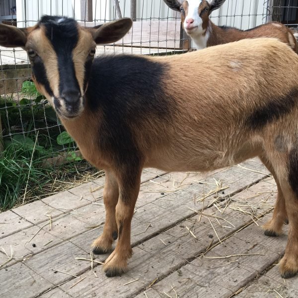 Goats@Grace Hill M Cookie Crisp – Grace Hill Farm