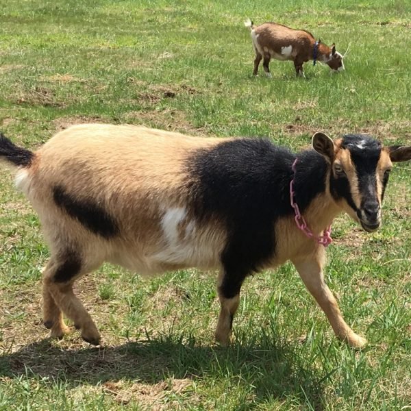 Goats@Grace Hill M Cookie Crisp – Grace Hill Farm